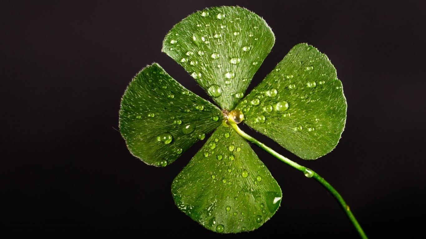 Why Is A Four Leaf Clover So Lucky Susan Taylor Reveals All